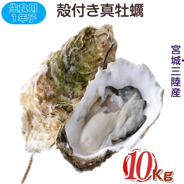 ■商品名:殻付き生牡蠣（１年子）■内容量: 10kg /箱（約50個〜125個）■生産地：宮城県牡鹿半島■保存方法：要冷蔵■用途：生食用 ※無選別（約８０g〜２００g）■消費期限：生食の場合は発送日から5日間、冷凍された場合は3ヶ月、解凍後...