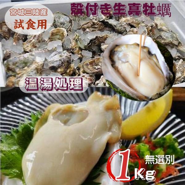 ■商品名:温湯処理殻付き生牡蠣■内容量: 1kg /箱（約7個〜12個前後）■生産地：宮城県牡鹿半島■保存方法：要冷蔵■用途：温湯処理養殖真牡蠣 ※無選別（約８０g〜２００g）■消費期限：加熱の場合は発送日から5日間、冷凍された場合は3ヶ月...