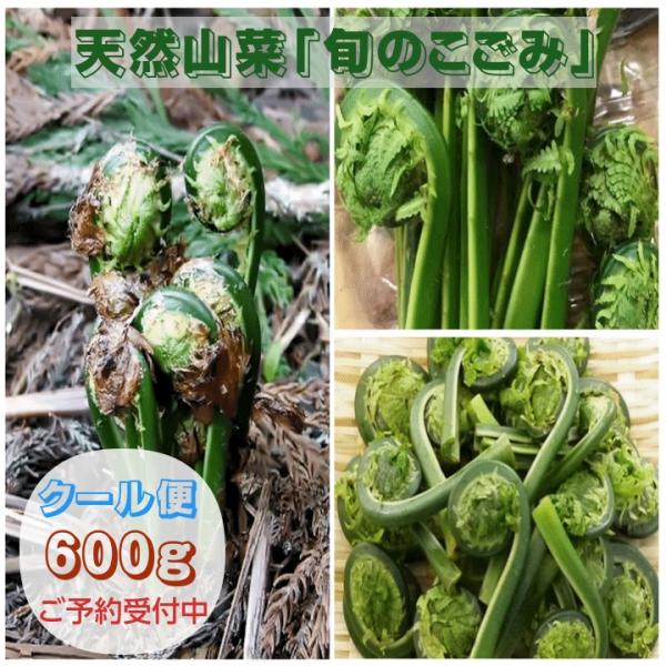 【発売日：2026年04月26日】■内容量 約6００g＊中身については、天然のため、その時期に取れる大・小混合サイズとなります。＊天然物ですので、天候、時期、自然環境等で収穫は変わりますのでご了承ください。　また、取れない場合には、キャンセ...