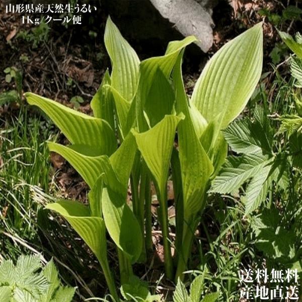 【発売日：2026年03月20日】■商品名 春の天然山菜：天然生ウルイ・数量限定販売となっておりますので、販売期間内であっても数量達した場合には終了とさせて頂きますのでご了承願います。■内容量 約１Kg /袋■産地 山形県飯豊連峰・朝日連峰...