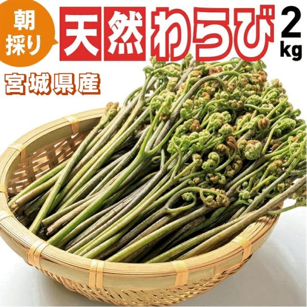 【発売日：2026年05月10日】＊重曹をご自分でご用意ください。・天然の山菜については、完全予約制となっております。・予約以外は、受付不可となります。・予約頂いてから、山に取りに行きますのでご了承ください。（ご希望に添えない場合もあります...