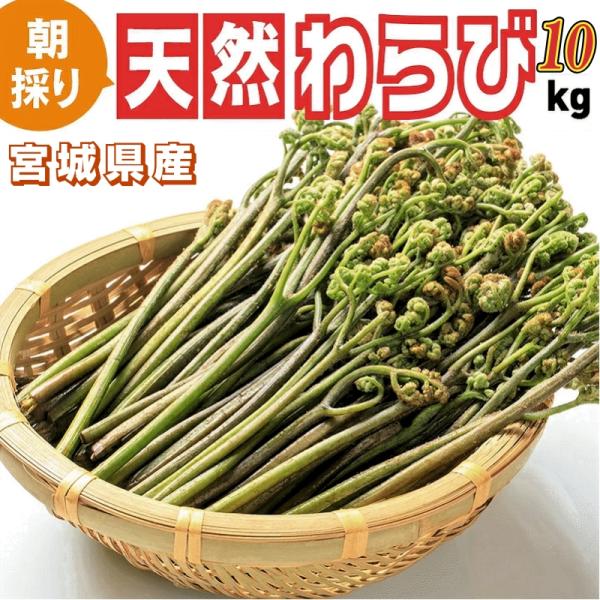 【発売日：2026年05月24日】＊重曹をご自分でご用意ください。・天然の山菜については、完全予約制となっております。・予約以外は、受付不可となります。・予約頂いてから、山に取りに行きますのでご了承ください。（ご希望に添えない場合もあります...