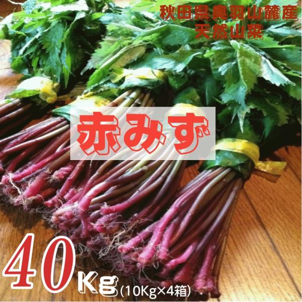 【発売日：2026年05月08日】■商品名 天然山菜：赤みず（ウワバミソウ）■内容量 約４０Kg （１０Kg×４箱）＊中身については、天然のため、その時期に取れる大・小混合サイズとなります。＊天然物ですので、天候、時期、自然環境等で収穫は変...