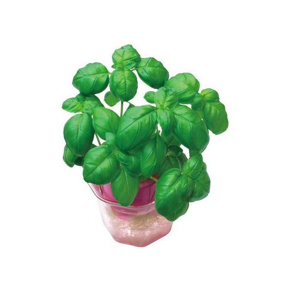 【商品説明】●キャッチコピー：水と光で育つ！初心者にもおすすめの水耕栽培用バジルの種子！●商品説明：水耕栽培に適したバジルの小袋種子です。約１００〜１２０粒入りで、家庭や学習用におすすめです。土を使わず水耕栽培で簡単に育てられるため、初心者...