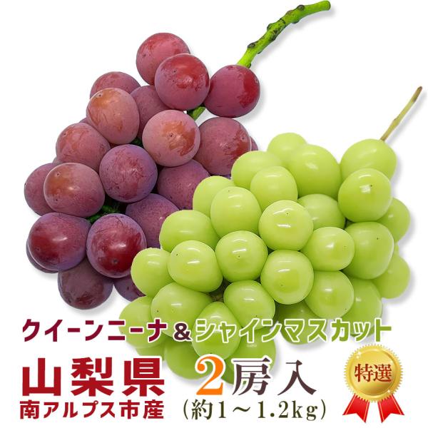 【発売日：2026年09月01日】【高品質のナガノパープルとクイーンニーナを低価格でお届け出来る訳は？】ココ・メルカートでは、自社農園と契約農園で栽培されたぶどうをスタッフが収穫を行い、選果・検品・梱包・出荷まで手がけています。単なる販売店...