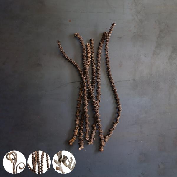 サイズ/約高さ40cm内容量/1束材質/ドライフラワー種類/BananaStick、BananaStem、Natraj生産国/中国製●繊細なディテールと、自然と調和する色合いが美しいドライフラワーです。●奇妙で不可思議な姿は異質でありながら...