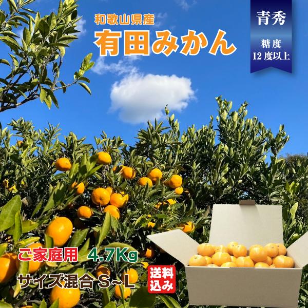 【発売日：2025年11月24日】※沖縄・北海道に関しましては送料1,000円のご負担をお願いしております。■内容量：4.7kg(サイズS〜Lまでのふぞろい　約50〜60個)キズあり■産地：和歌山県有田川町■糖度：平均約12%■家庭用■サイ...