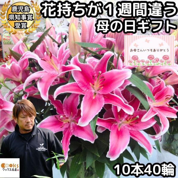 ★産地直送だから花屋さんより花持ちが１週間は違いますよ！★高貴な香りで40輪以上の大輪の花が最後の1輪まできれいに咲きます！★詳細情報【商品名】 花 ユリ ピンク 母の日 花束 大輪 ギフト ピンク 10本 40輪 国産 誕生日 ゴージャス...