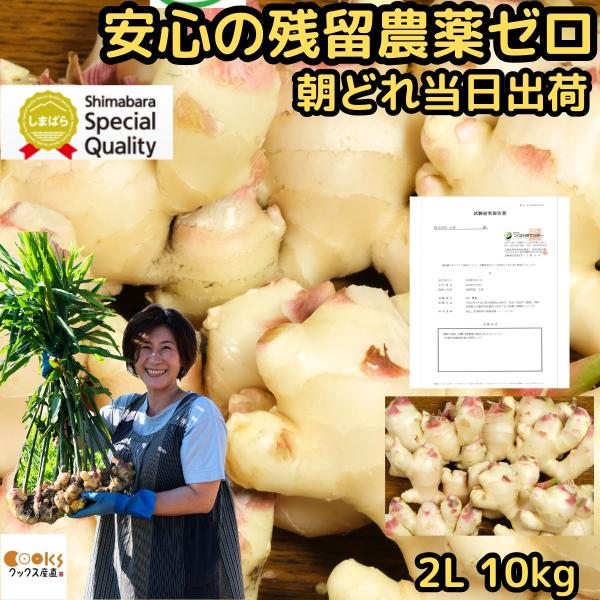 ★マイルドでなめらかな舌触り 柔らかく繊維質が少ない新生姜★掘りたての新生姜を当日出荷にてお届けします。★お口に入れると柔らかく優しい新生姜は、一度食べるとリピート間違いなしです★薬味はもちろん色んな料理に挑戦しましょう！甘酢漬け、佃煮、天...
