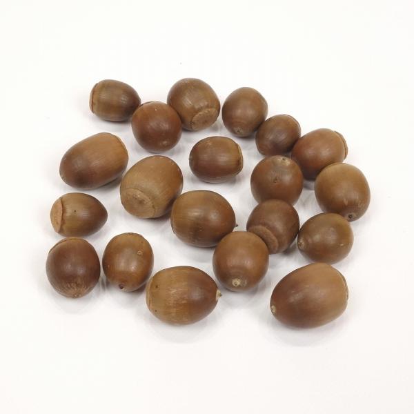 2024年秋に 九州で採集しましたクヌギのどんぐりです。採集したどんぐりは 洗浄、虫の処理のため 10分程度の煮沸処理を行い、その後十分に乾燥させております。 中の実も乾燥して小さくなり、振ると 中でコロコロして音がするような状態です。（中...