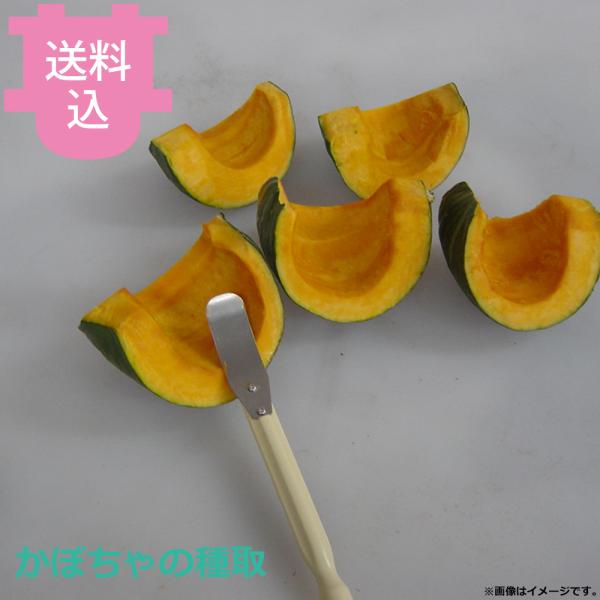 【cotocamado、コトカマド、湖都かまど調理機械、その他専用カッター機、平野製作所、平野製作所、かぼちゃ種取り 南瓜 種抜き 業務用 厨房 飲食店 給食 病院 仕込み 時短 調理補助 野菜加工 ステンレス 便利グッズ】●かおちゃのタネ...