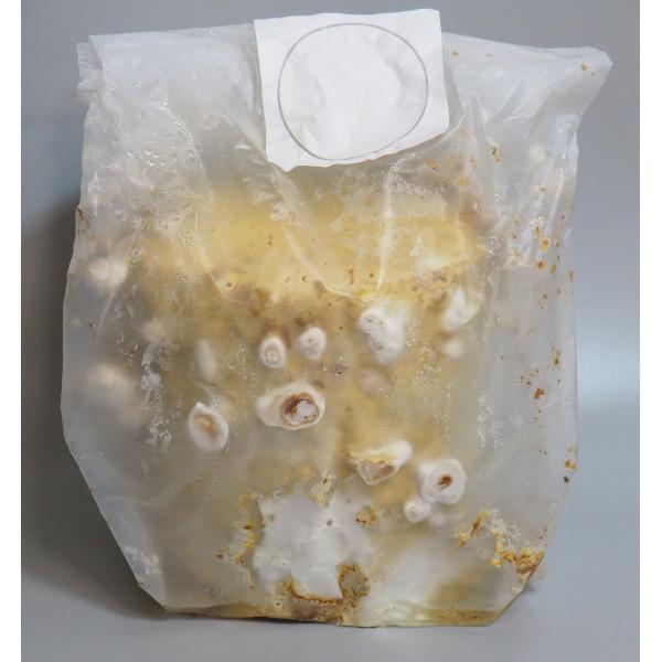 微創研製の植菌レイシ材です・L玉 1本入り・直径 12cm前後・当方では樹皮を残したまま植菌の皮膜のみ剥がして使用しております・材を大きく崩さずに採卵することで複数回セットすることが可能です※梱包サイズデフォルトは120サイズに設定されてお...