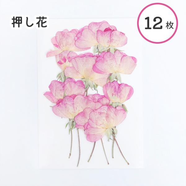 グラデーションの綺麗な色味がポイントの押し花です。スマホケースデコやヘアクリップなどの封入にぴったり！茎部分まで使うのはもちろん、お花部分だけをカットしてたくさん敷き詰めるのも可愛いですよ◎パールやラメを混ぜたり、他のお花と組み合わせて華や...