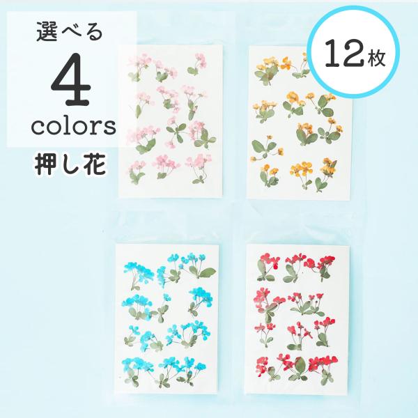 使いやすいサイズ感がミックスされた押し花を12枚セットでご用意しました。押し花ならではの繊細さ、色合いを活かしてヘアアクセサリーやスマホケースのアレンジをお楽しみいただけます。自然素材はそれぞれ咲き方や押し方によって表情が違うので誰ともかぶ...