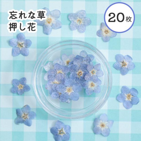 小さくて可愛い忘れな草の押し花は、ヘアクリップやスマホケースの作品にオススメ！薄いので厚みのないシリコーンモールドでの制作作りにも使えます◎1枚をそっと置いてもよし、たくさん敷き詰めて華やかなアクセサリーも可愛く仕上がります。お花だけじゃな...