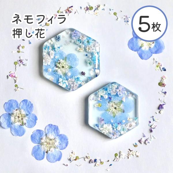 国産のネモフィラを出来るだけ品質を揃えて安定的にご用意することができました！ハンドメイドにお使い頂ける押し花素材です。是非素敵な作品作りに活かしてください。自家栽培のネモフィラを丁寧に押し花に加工しました。透け感のあるブルーの花びらが爽やか...