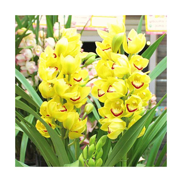 シンビジューム鉢植え　3〜4本立ち黄色系の品種です。※3本から4本立ちですが花の咲き具合は様々です。花が咲いていない蕾だけの状態も1本に含みます。〜イエロー系〜高さ：約80〜100cm　一輪の花のサイズは約6cm☆ギフト用にラッピング無料☆...