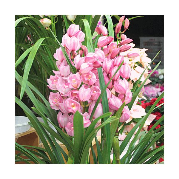 シンピジューム鉢植えやさしいピンクの品種です。〜ピンク系〜高さ：約70から80cm　一輪の花のサイズは約6cm☆ギフト用にラッピング無料☆メッセージカード無料　 ☆（北海道・沖縄県はお届けできません）　※お届先の気温が氷点下になる地域は商品...