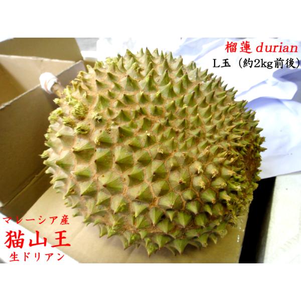 マレーシア産高級ドリアン【猫山王】生Ｌ玉4月下旬頃の発送ですマレーシア産のフレッシュ完熟ドリアン、しかも最高級品種「猫山王」の予約販売のご案内です。今まで冷凍しか手に入らなかったマレーシア産ドリアンを完熟で収穫し、フレッシュな状態で輸入して...