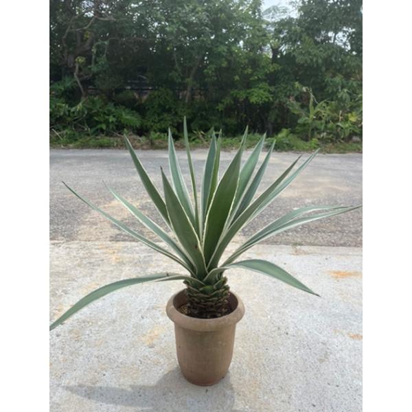 アメリカ南部やメキシコが原産地。白のラインで縁取られたシャープな葉がストレートに伸び、遠目にボールのように見えるので成長してくるのが特徴。こちらはLサイズとなります（約H40×W30cm)植物の育成方法については、ご質問いただければ丁寧にア...