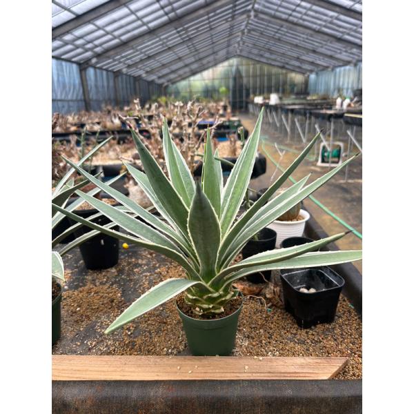 アメリカ南部やメキシコが原産地。白のラインで縁取られたシャープな葉がストレートに伸び、遠目にボールのように見えるので成長してくるのが特徴。こちらはLサイズとなります（約H20×W10cm)植物の育成方法については、ご質問いただければ丁寧にア...