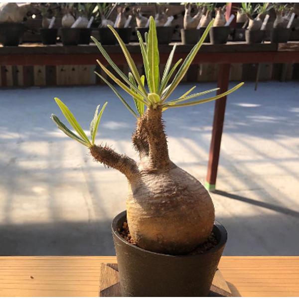 マダガスカル産の塊根植物、発根済。パキポディウムの中でも比較的寒さと暑さに強く日本でも愛好者が多いです。丸みのある形と黄色い花を咲かせることが特徴。こちらはXLサイズとなります（約H25×W20cm)。植物の育成方法については、ご質問いただ...