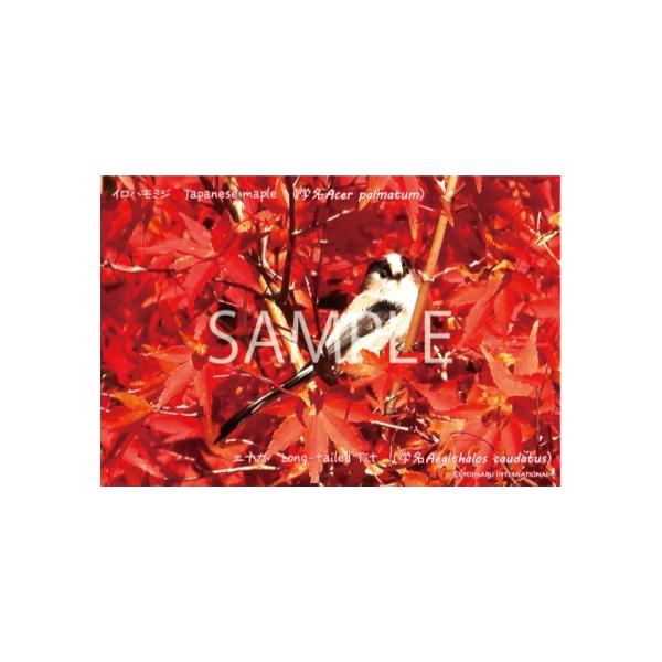 三重県で撮影したエナガの写真です。秋の紅葉したイロハモミジの木にとまっていました。エナガ（英名Long-tailed tit：学名Aegithalos caudatus）商品画像にはsampleと表示していますが、実際には記載はございません...