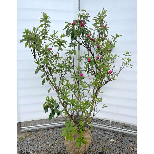 バラの様な八重花の平戸ツツジ♪【送料無料でのお届けですので大変お買い得となっております♪】☆商品情報☆樹齢十年以上の平戸ツツジの『千重大紫』の株立ちです。希少品種でこれだけ豪華に仕上げた千重大紫はあまり出回らない一株です☆赤紫色の気品のある...