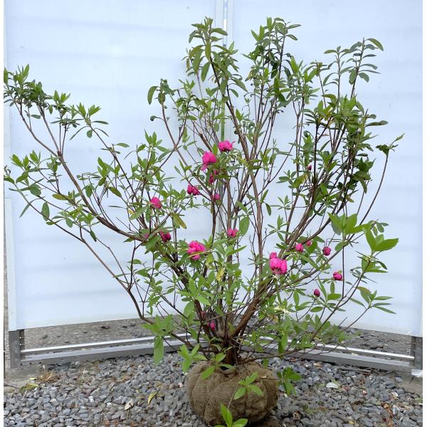 バラの様な八重花の平戸ツツジ♪【送料無料でのお届けですので大変お買い得となっております♪】☆商品情報☆樹齢十年以上の平戸ツツジの『千重大紫』の株立ちです。希少品種でこれだけ豪華に仕上げた千重大紫はあまり出回らない一株です☆赤紫色の気品のある...