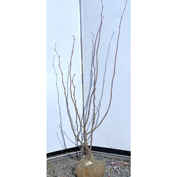 ハート形の葉っぱで生け花に人気♪【送料無料でのお届けですので大変お買い得となっております♪】☆商品情報☆葉っぱがハート形で可愛らしく生け花にもよく使われる庭木です紅葉が大変美しく、緑→黄緑→赤紫色と変化していき、紅葉期の景観は圧巻ですシンボ...