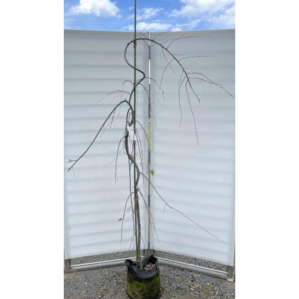 ２色咲きに見える不思議な桜♪【送料無料でのお届けですので大変お買い得となっております♪】☆商品情報☆富士桜の希少な枝垂れタイプです。富士桜の特徴は、初めは白い花が少しずつ色付いて濃いピンク色に変化していく所です。咲きたて若い白い花とピンクに...