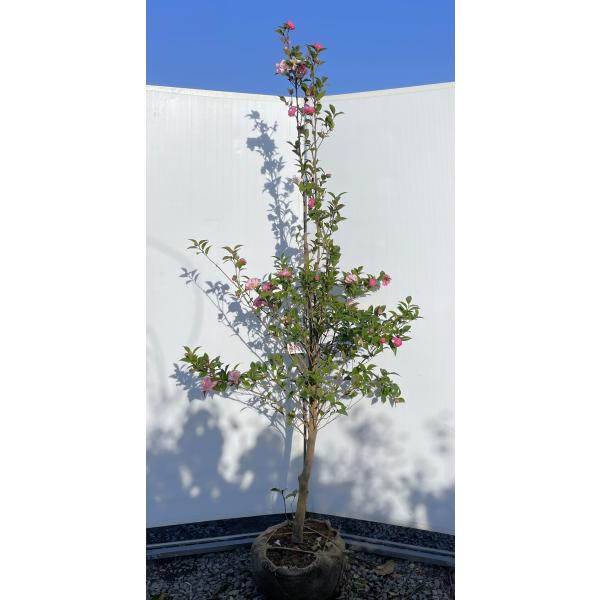 写真の現品にてお届けいたします☆【送料込みでの販売ですので大変お得になっております♪】☆商品情報☆八重咲きピンク花のサザンカの『ゆめか』です♪秋の終わり〜冬に掛けてピンク色の可愛らしい花を咲かせます咲き始めは蓮の花を思わせる気品があり、後半...