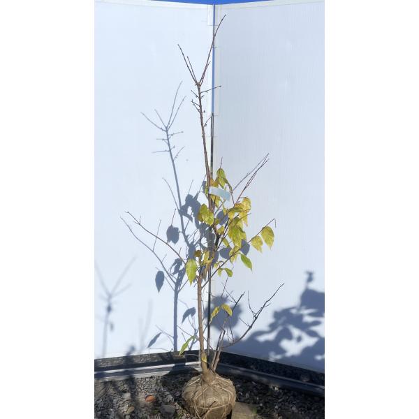 冬に黄色い花が咲く花木です♪【送料込みでのお届けですので大変お買い得となっております♪】☆商品情報☆花の少ない冬場に可愛らしい黄色い花で庭を彩ってくれます♪満月ロウバイは黄色い花の中心に満月の様な褐色の輪が入るのが特徴です花数も多く強健で初...