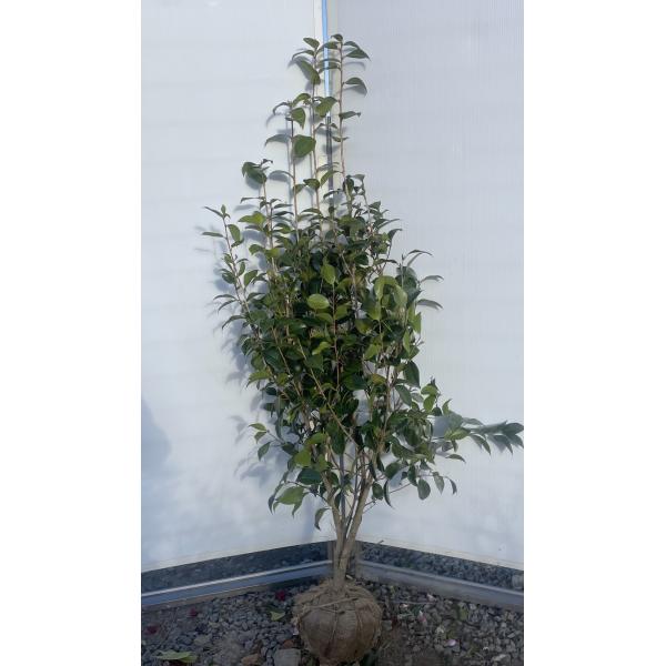 根強い人気のツバキの木♪【送料込みでの販売ですので大変お得になっております♪】☆商品情報☆赤花の椿の『藪椿/ヤブツバキ』です♪冬に赤い花を咲かせます育てやすくシンボルツリーにもお勧めです♪椿の花はシャネルの創業者のココ・シャネルも愛したと言...