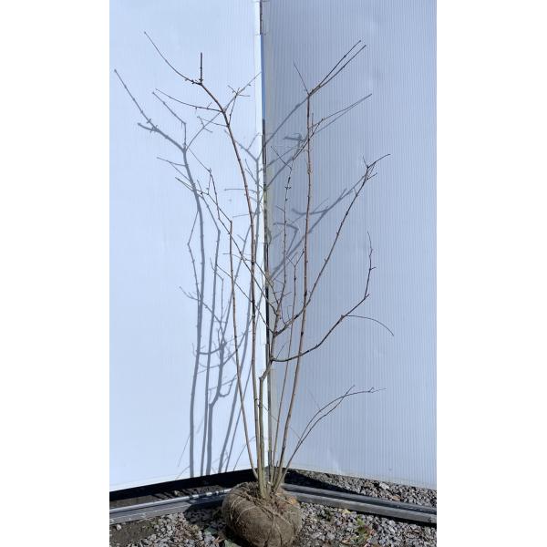 冬に黄色い花が咲く花木です♪【送料込みでのお届けですので大変お買い得となっております♪】☆商品情報☆花の少ない冬場に可愛らしい黄色い花で庭を彩ってくれます♪当店のロウバイは参考写真の様な蕾が丸っこく、中心部に茶色い色が入っていないタイプです...