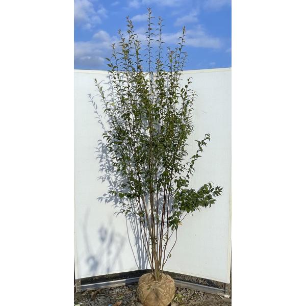 可憐な花が人気のハイノキ☆【送料無料でのお届けですので大変お買い得となっております♪】☆商品情報☆ハイノキの美樹形な株立ちです♪葉が小さく都会的で爽やかな印象の植木です☆全長　　約2.4メートル樹高　　約2.2メートル株立ち　７本以上こちら...