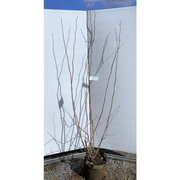 ハート形の葉っぱで生け花に人気♪【送料無料でのお届けですので大変お買い得となっております♪】☆商品情報☆葉っぱがハート形で可愛らしく生け花にもよく使われる庭木です紅葉が大変美しく、緑→黄緑→赤紫色と変化していき、紅葉期の景観は圧巻ですシンボ...