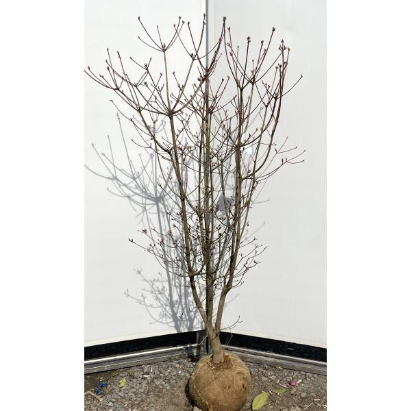 赤紫花のミツバツツジ♪【送料込の価格ですので大変お買い得となっております♪】☆商品情報☆神宮ツツジは伊勢神宮近辺にて自生している事から名前が付いたツツジですミツバツツジの仲間でとても存在感のある品種です☆３〜４月の新芽が出る直前に一斉に咲く...