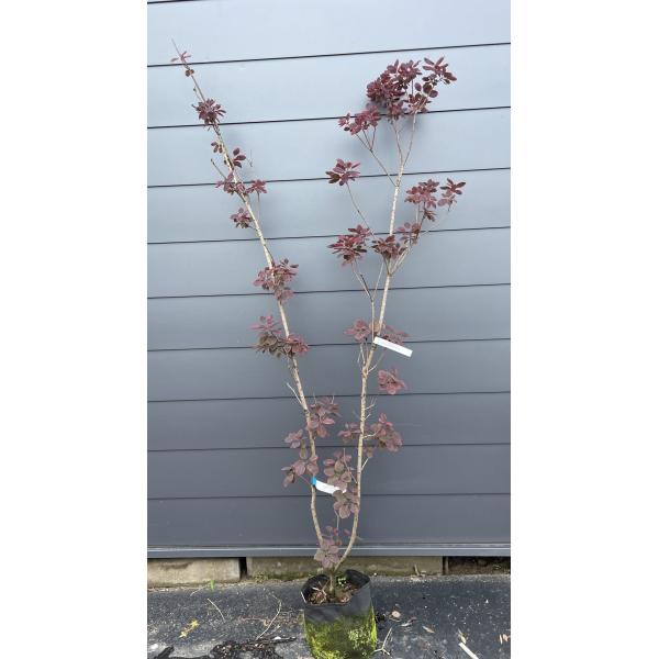 煙の様にフワフワの花が美しい木♪【送料無料ですので大変お買い得となっております♪】☆商品情報☆シンボルツリーや雑木の庭を彩る植木としても人気急上昇の商品です☆煙が昇る様にフワっとした花が印象的な植木です生け花や切り花でも大活躍の花木です　全...