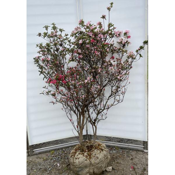 ３色咲きの美しい希少ツツジ♪【送料無料でのお届けですので大変お買い得となっております♪】☆商品情報☆軍旗は赤白ピンクと絞り花が入り混じった品種です。色んな色合いの花が１つの木から咲き誇るツツジです♪ツツジの中でも特に希少な品種です☆全長　約...