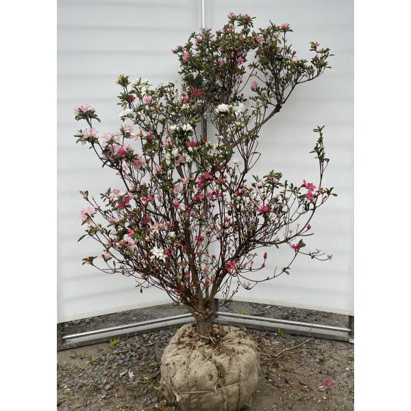 ３色咲きの美しい希少ツツジ♪【送料無料でのお届けですので大変お買い得となっております♪】☆商品情報☆軍旗は赤白ピンクと絞り花が入り混じった品種です。色んな色合いの花が１つの木から咲き誇るツツジです♪ツツジの中でも特に希少な品種です☆全長　約...