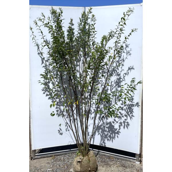 可憐な花が人気のハイノキ☆【送料無料でのお届けですので大変お買い得となっております♪】☆商品情報☆ハイノキの美樹形な株立ちです♪葉が小さく都会的で爽やかな印象の植木です☆全長　　約1.9メートル樹高　　約1.7メートル株立ち　７本以上こちら...