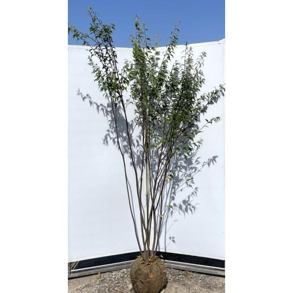 可憐な花が人気のハイノキ☆【送料無料でのお届けですので大変お買い得となっております♪】☆商品情報☆ハイノキの美樹形な株立ちです♪葉が小さく都会的で爽やかな印象の植木です☆全長　　約2.2メートル樹高　　約２メートル株立ち　７本以上こちらの販...