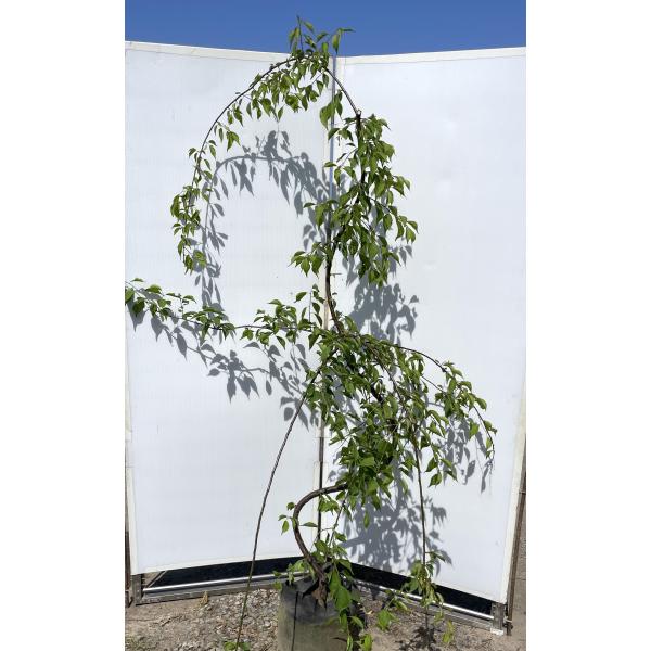 樹形美を楽しめるシダレ梅♪【送料込みでのお届けですので大変お買い得となっております♪】☆商品情報☆職人が長年掛けて仕立てた美樹形のしだれ梅です全長　約1.9メートル樹高　約1.7メートルこちらの販売ページは写真の商品の現品での発送となります...