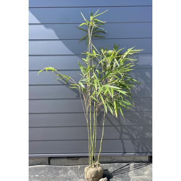写真の現品にてお届けいたします♪【送料無料でのお届けですので大変お買い得となっております♪】☆商品情報☆希少なラッキョウ竹(ラッキョ竹)の特大株です全長　　約1.9メートル樹高　　約1.7メートル株立ち　５本株こちらの販売ページは写真の商品...