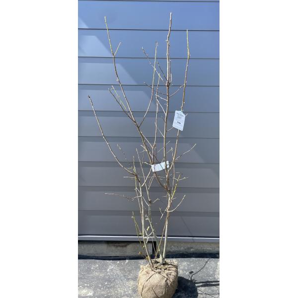 花も果実も楽しめるシンボルツリー♪【送料込みでのお届けですので大変お買い得となっております♪】☆商品情報☆花・果実・紅葉と一年を通して楽しめるジューンベリーです姿も美しい様に株立ちに仕立てた商品ですので鑑賞しても楽しめる一本です♪全長　　約...