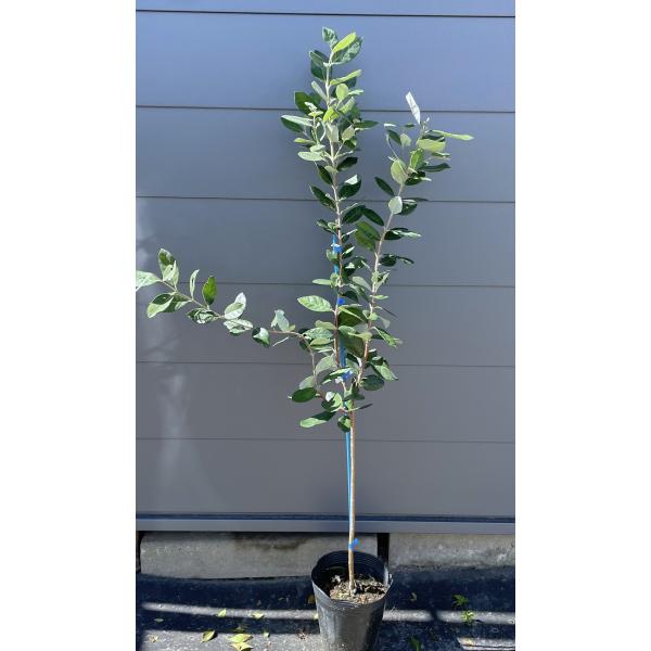 洋風に庭に良く合うフェイジョア♪【送料込みの価格となっておりますので大変お買い得となっております♪】☆商品情報☆春に赤い花を咲かせ、秋に南フルーツの様な香りの良い果実を実らせますクーリッジはフェイジョアの中でも大実の品種です全長　　約1.3...