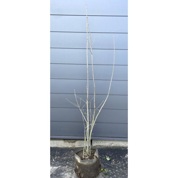 シンボルや雑木の庭に人気のアオダモ♪【送料無料ですので大変お買い得となっております♪】シンボルツリーや雑木の庭を彩る植木としても人気の商品です☆全長　　約1.8メートル樹高　　約1.6メートル株立ち　５本株こちらの販売ページは写真の商品の現...