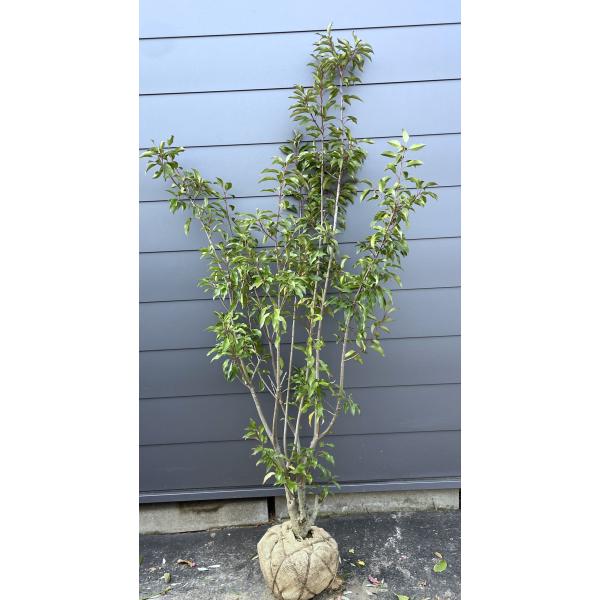 可愛い赤い実が成る木♪【送料無料でのお届けですので大変お買い得となっております♪】☆商品情報☆ソヨゴのとても美樹形な株立ちです♪樹形の良い涼し気な印象の株立ちです！シンボルツリーとしても申し分の無い株立ちですよ。全長　　約1.8メートル樹高...