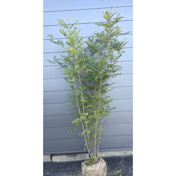 一番人気のシンボルツリー♪【送料無料でのご提供ですので大変お買い得となっております♪】☆商品情報☆シンボルツリーにも最適な美樹形のシマトネリコです♪全長　　約２メートル樹高　　約1.7メートル株立ち　７本株こちらの販売ページは写真の商品の現...